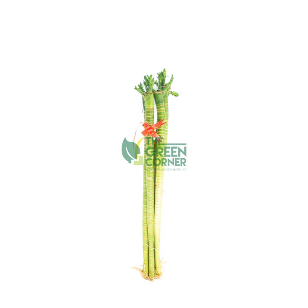 Fortune Bamboo Dragon Head - The Green Corner