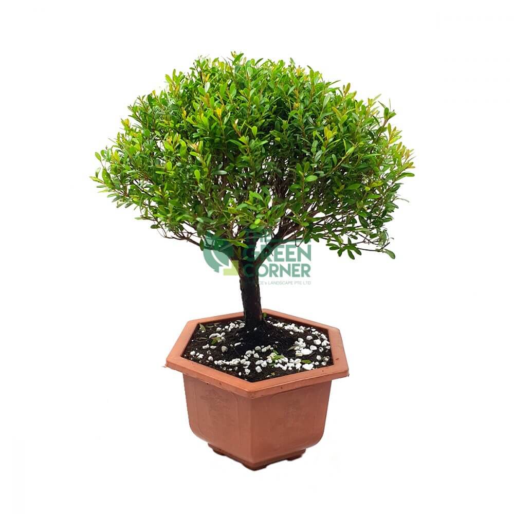 Buxus Bonsai - The Green Corner