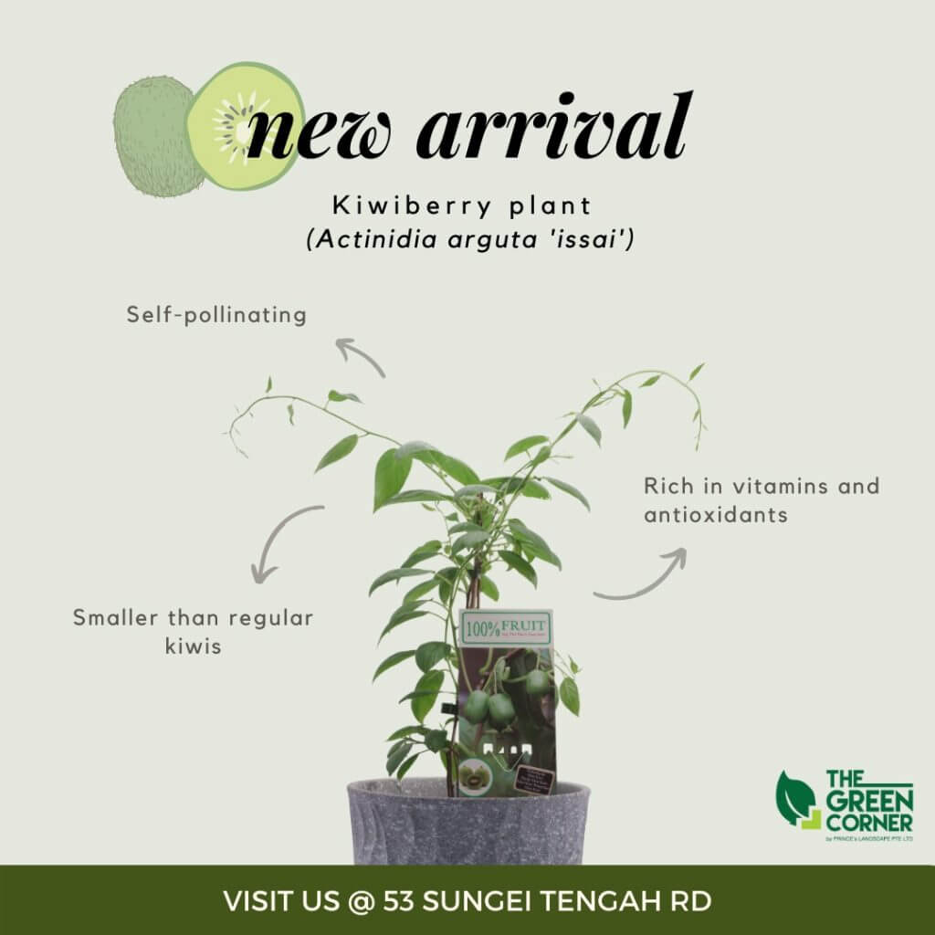 Actinidia arguta 'issai' Kiwiberry Fruit Tree - The Green Corner