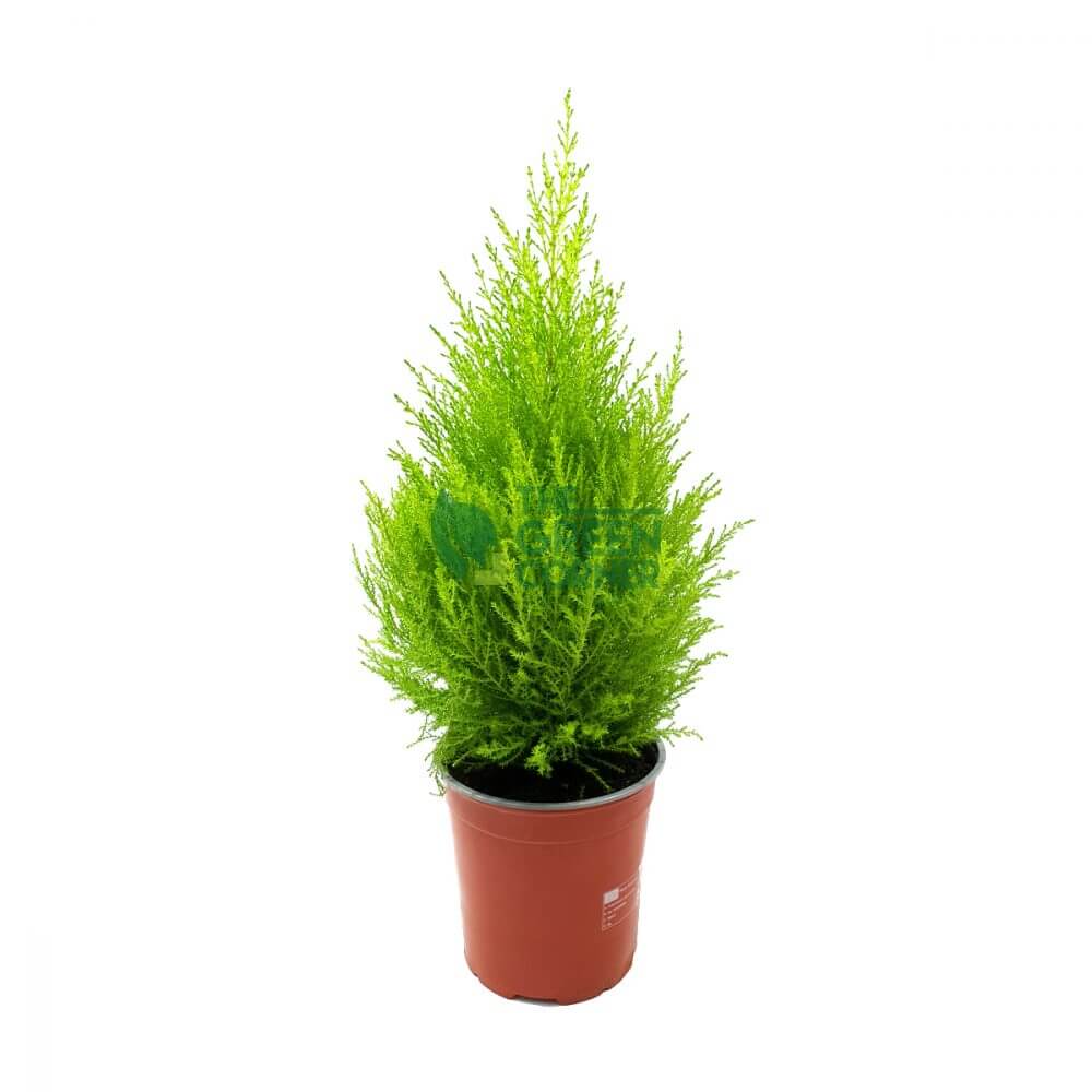 Cupressus Macrocarpa 'Gold Crest' Pot 170mm - The Green Corner