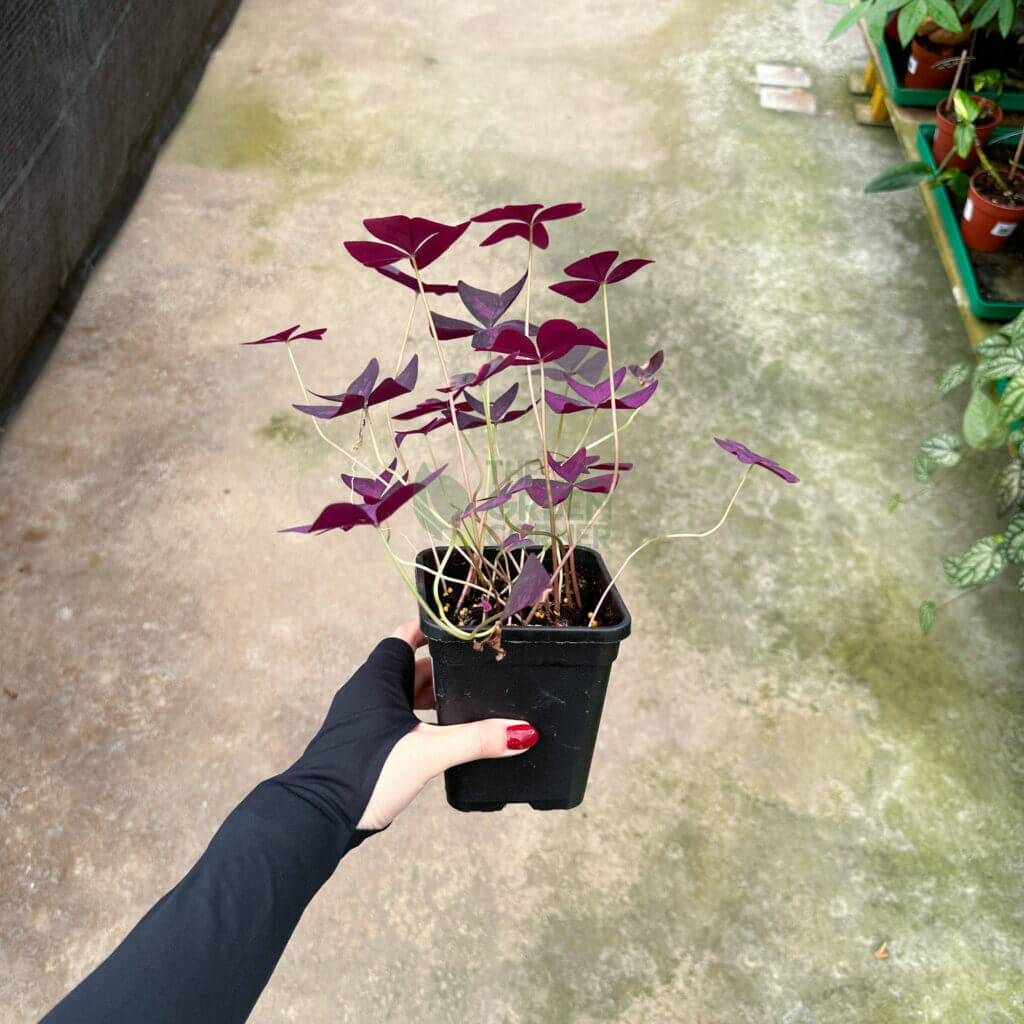 Oxalis Triangularis - The Green Corner