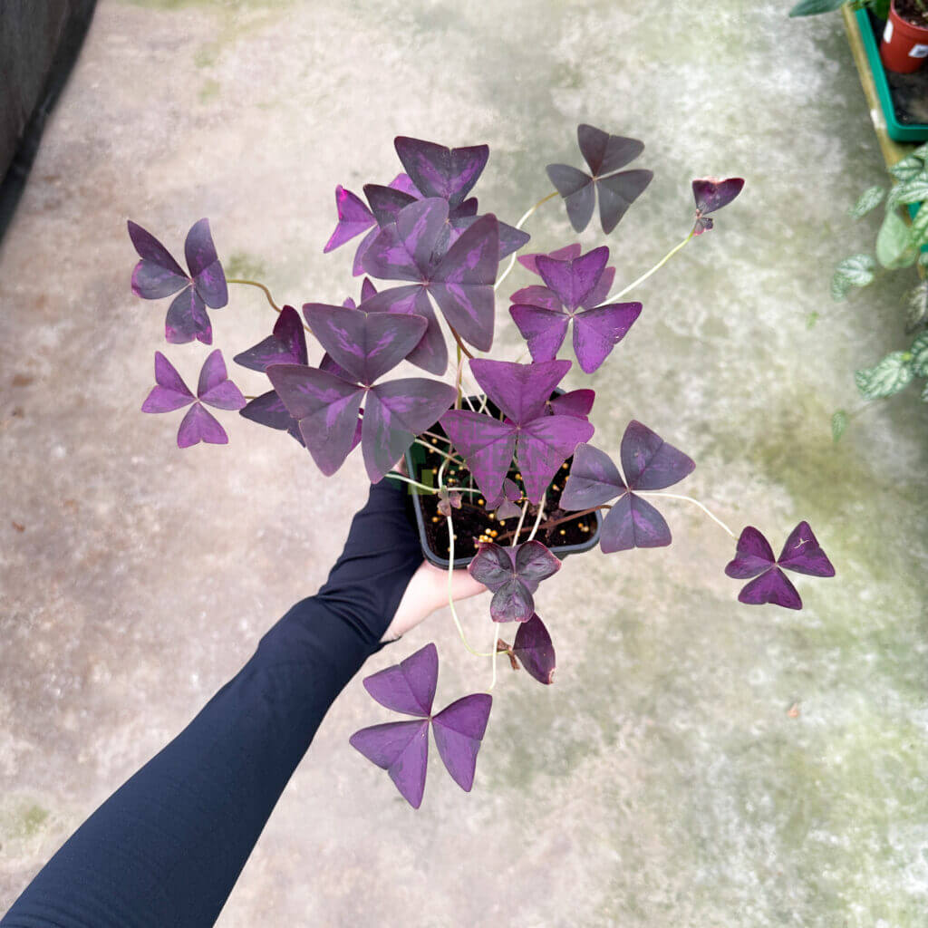 Oxalis Triangularis - The Green Corner