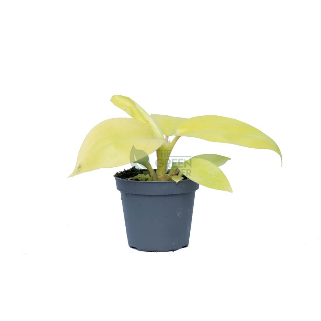 Plant Nursery in Singapore - The Green Corner - Buy Plants Online