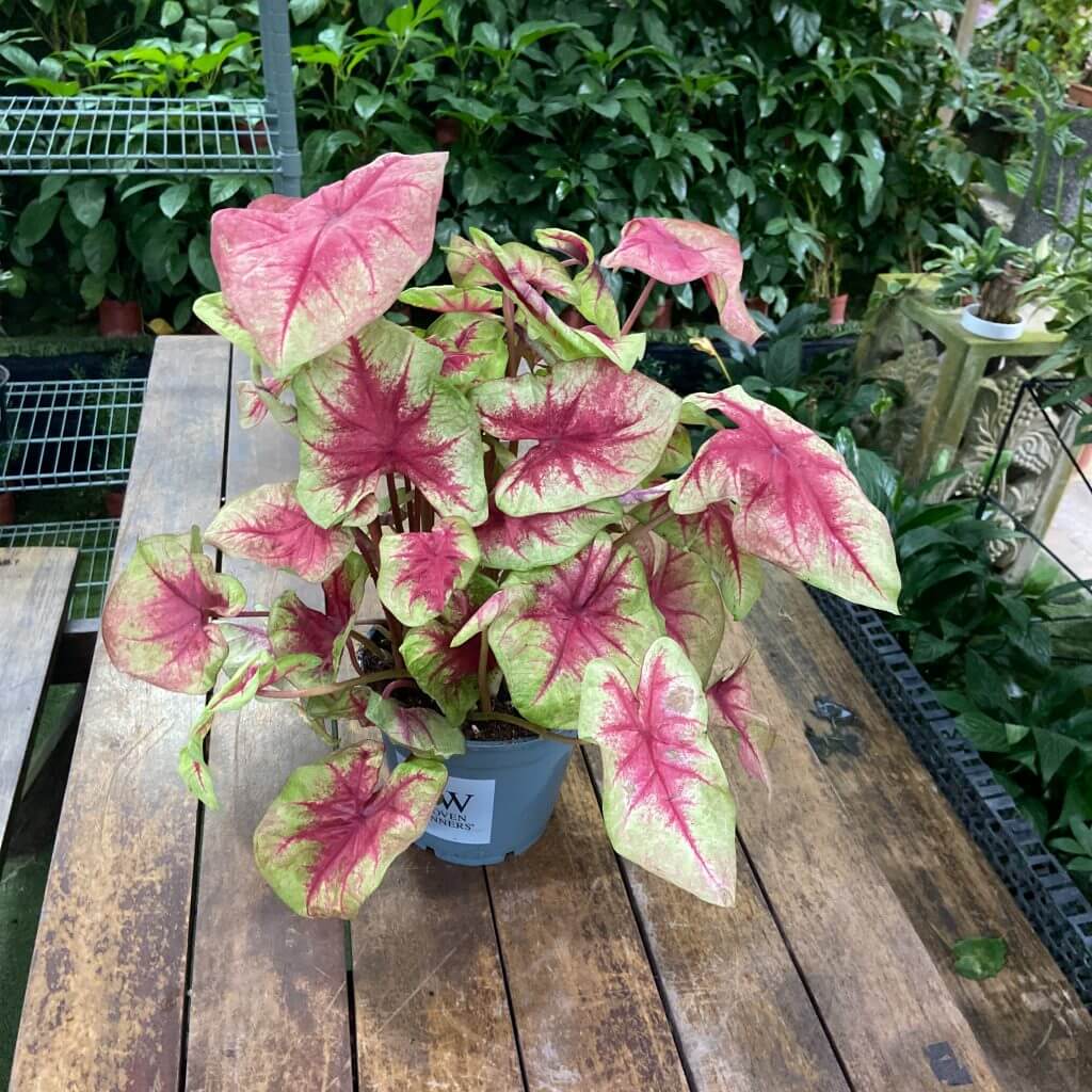 Caladium Lemon Blush - The Green Corner