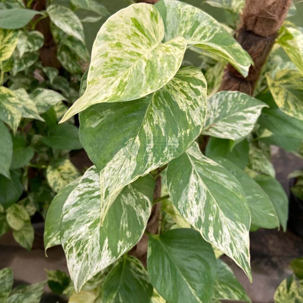 Epipremnum aureum Marble Queen 'Money Plant' - The Green Corner