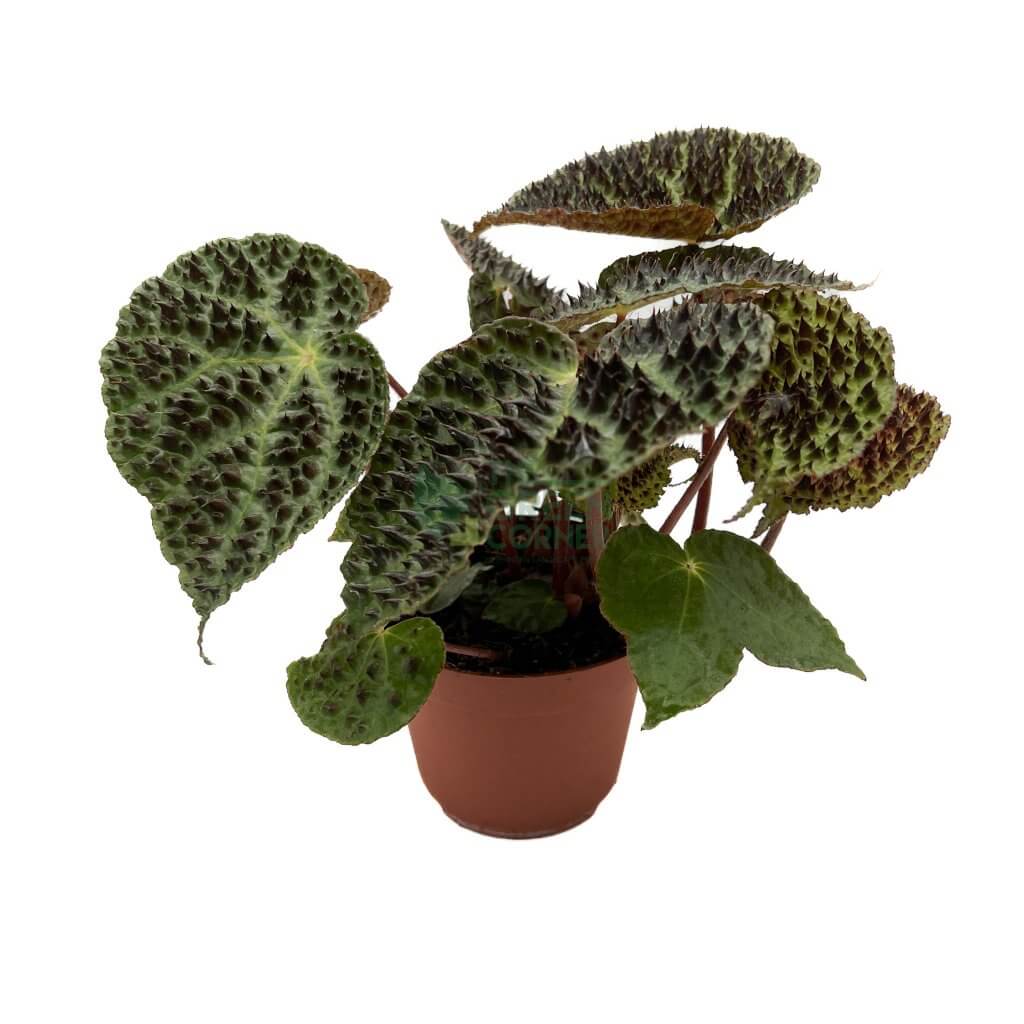 Begonia Ferox - The Green Corner
