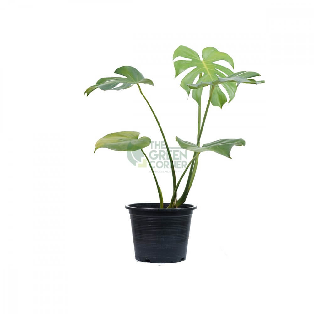 Buy Monstera Plants Online in Singapore - The Green Corner