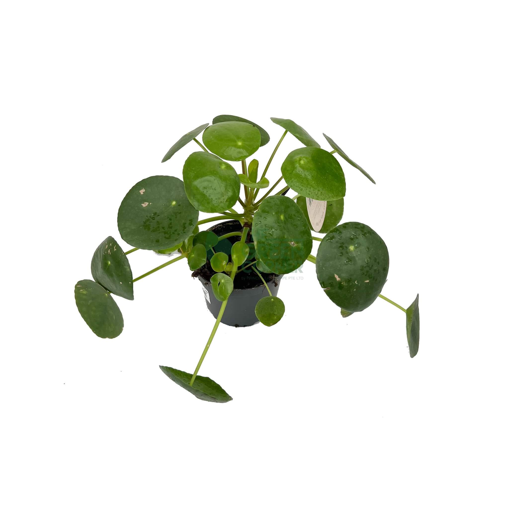 Pilea peperomioides - The Green Corner