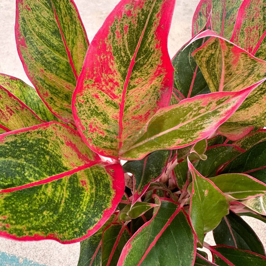 Aglaonema Pink Siam - The Green Corner