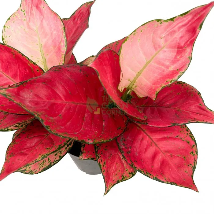 Aglaonema Red Master - The Green Corner
