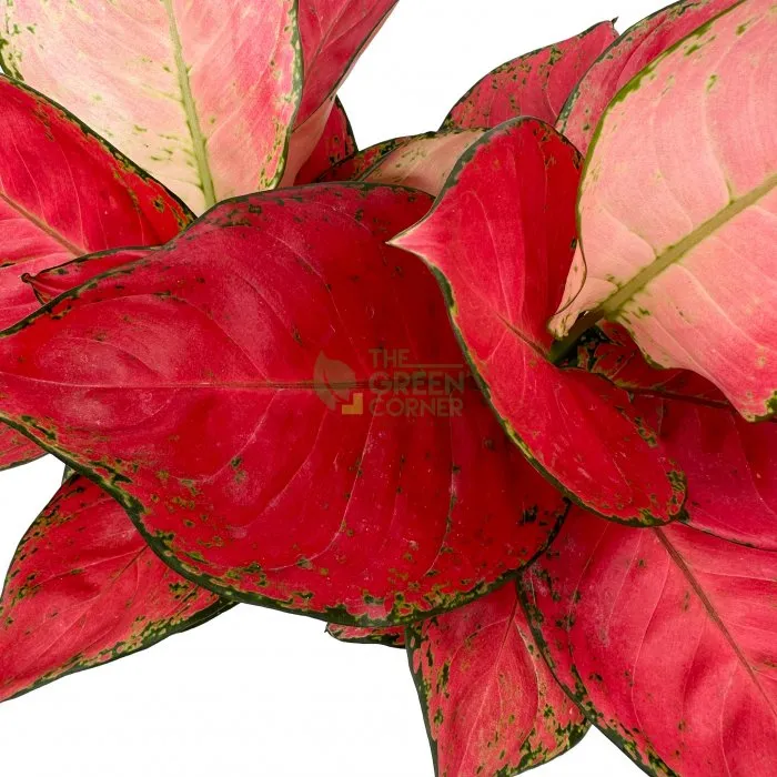 Aglaonema Red Master - The Green Corner