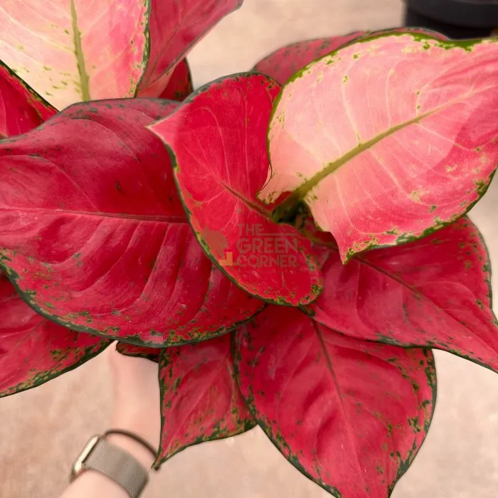 Aglaonema Red Master - The Green Corner