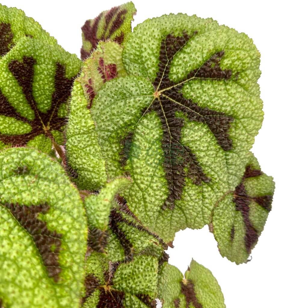 Begonia Iron Cross - The Green Corner