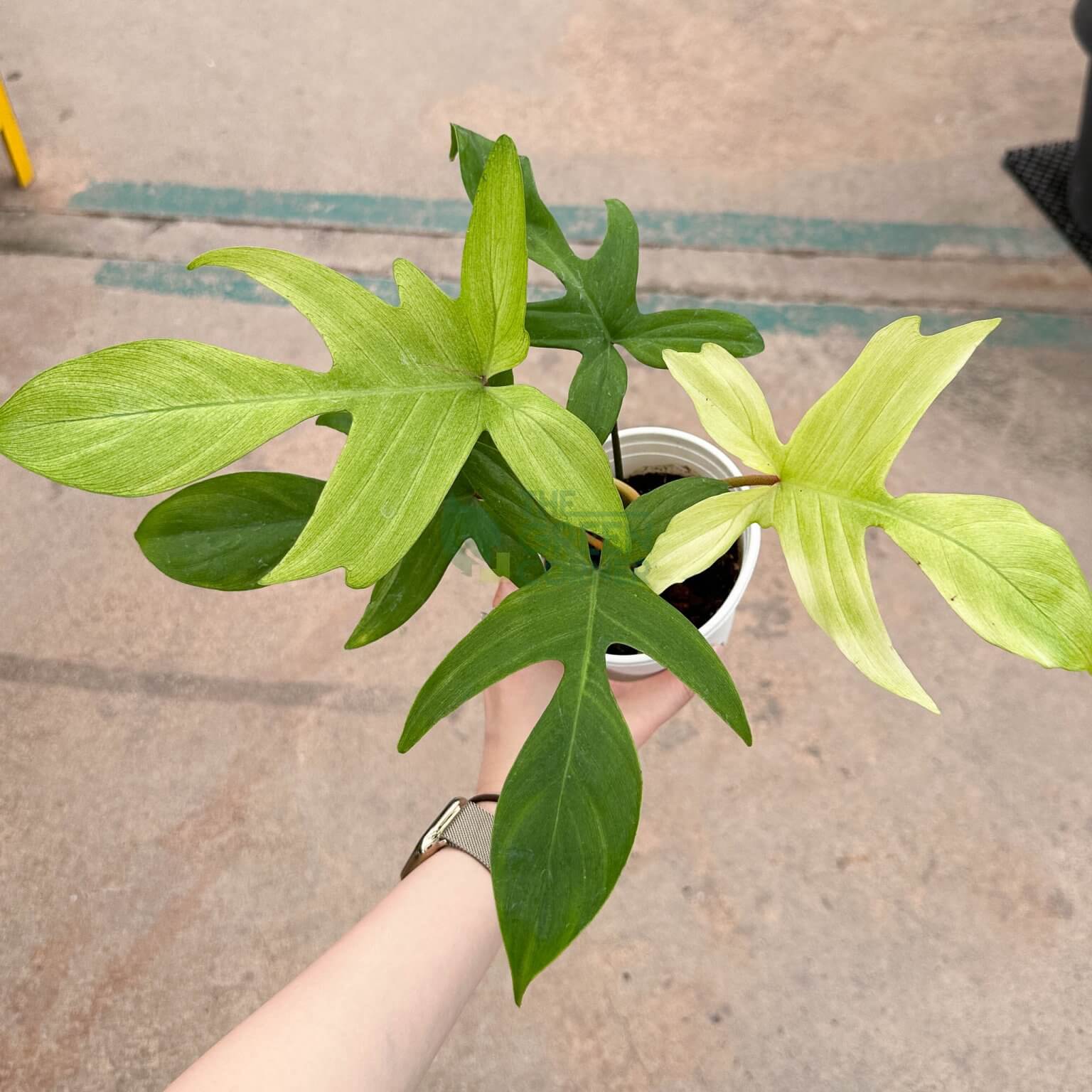 Philodendron Florida Ghost Mint - The Green Corner