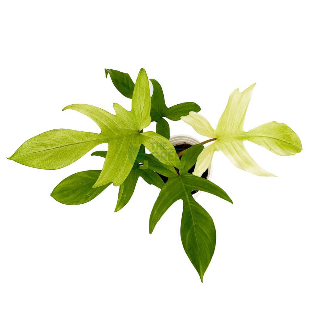 Philodendron Florida Ghost Mint - The Green Corner