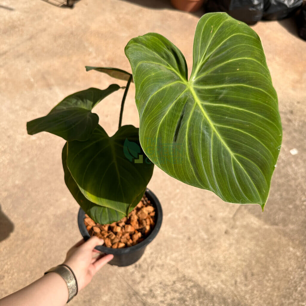 Philodendron El Choco Red - The Green Corner