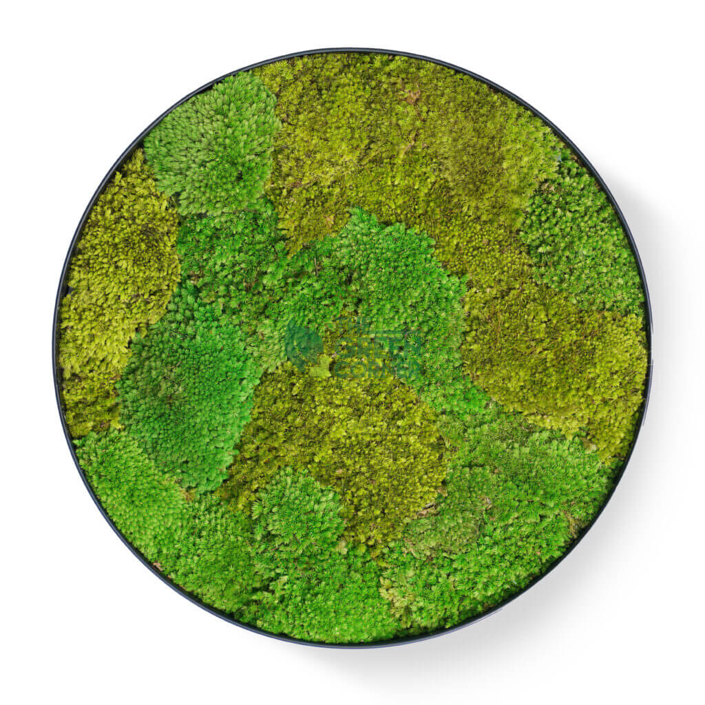 Greenfields Moss Frame | Way Up High Collection - The Green Corner