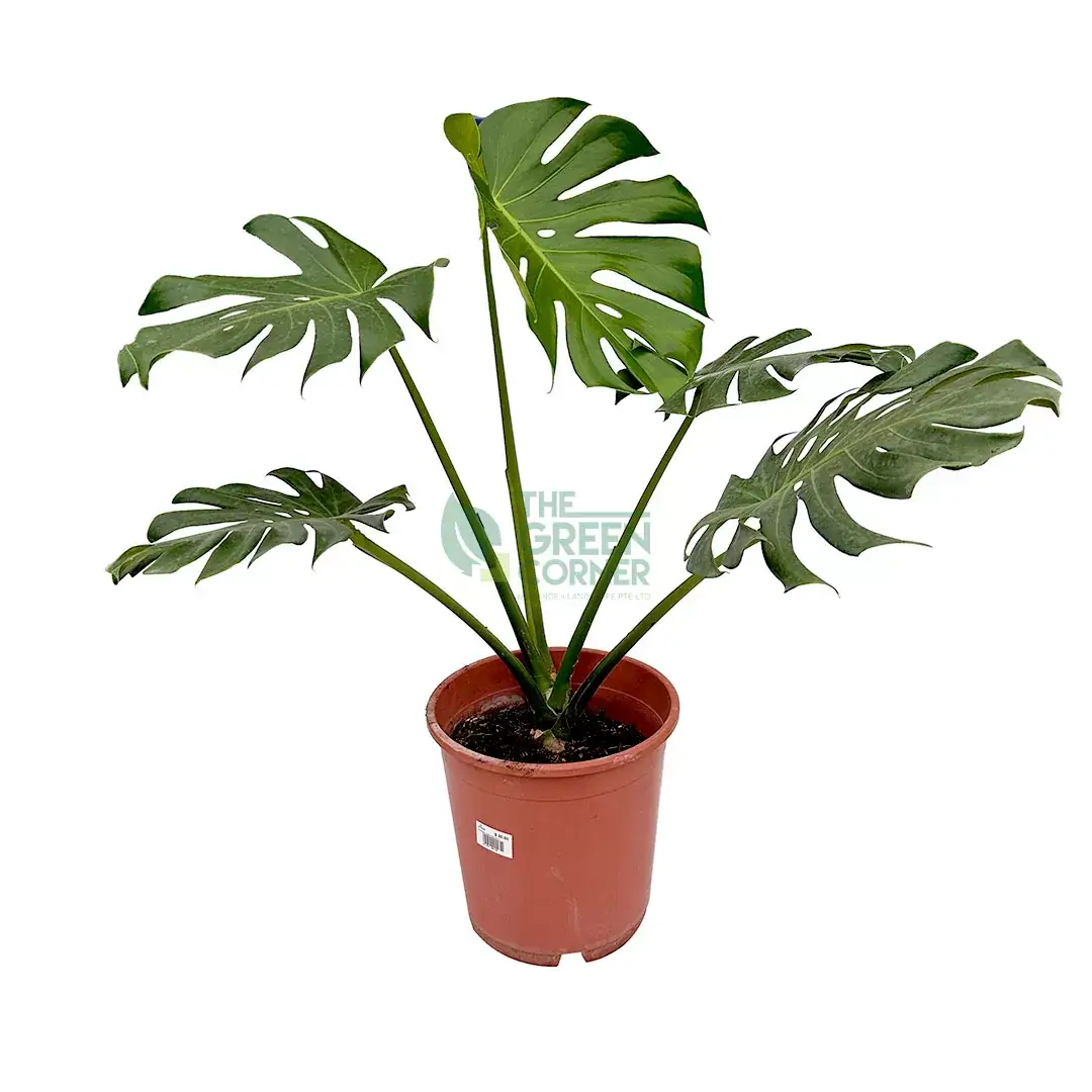 Unleash Urban Jungle Vibes with Monstera Interior Plants